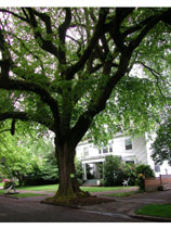 Adopt a Heritage Elm at Saturday workshop - Friends of Trees